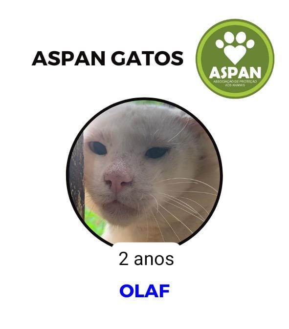 Portal da Adoção: Encontre seu Companheiro Perfeito entre Cães e Gatos